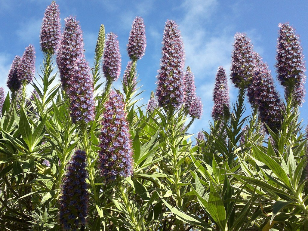 The Majestic Flora of Madeira – MADEIRA OFFICIAL TOURIST GUIDES