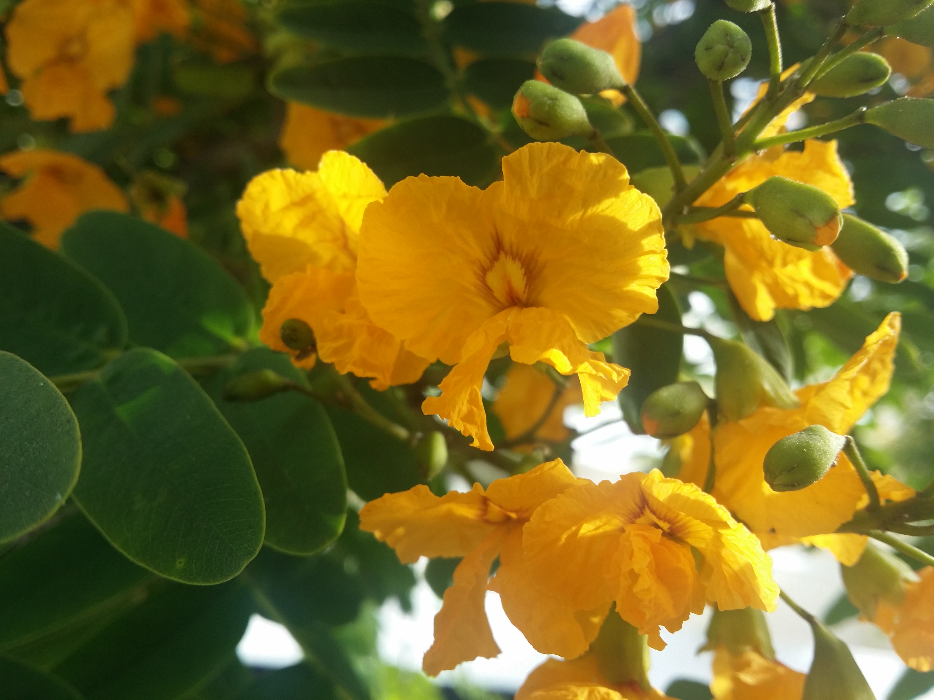 The Majestic Flora of Madeira – MADEIRA OFFICIAL TOURIST GUIDES