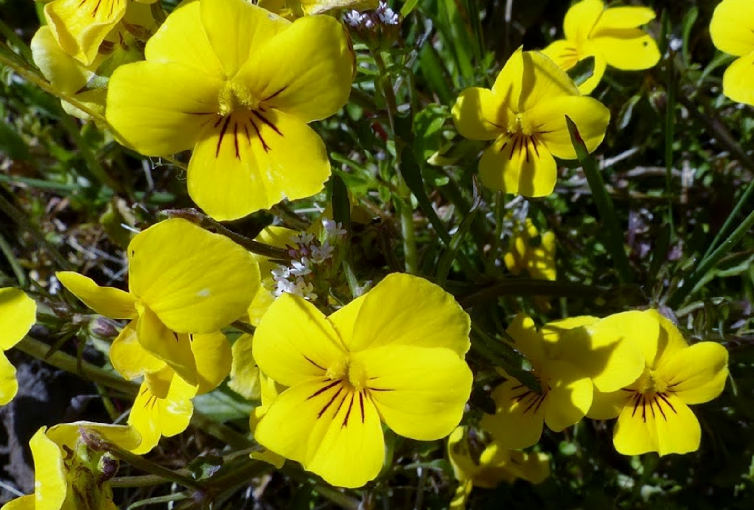 The Majestic Flora of Madeira – MADEIRA OFFICIAL TOURIST GUIDES
