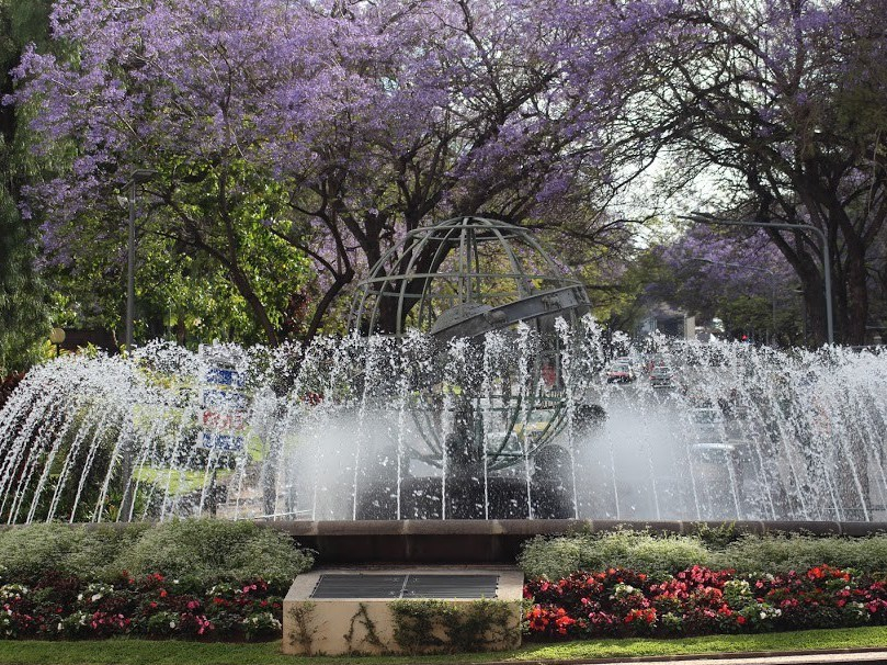 Trees of Funchal – Jacaranda mimosifolia – MADEIRA OFFICIAL TOURIST GUIDES