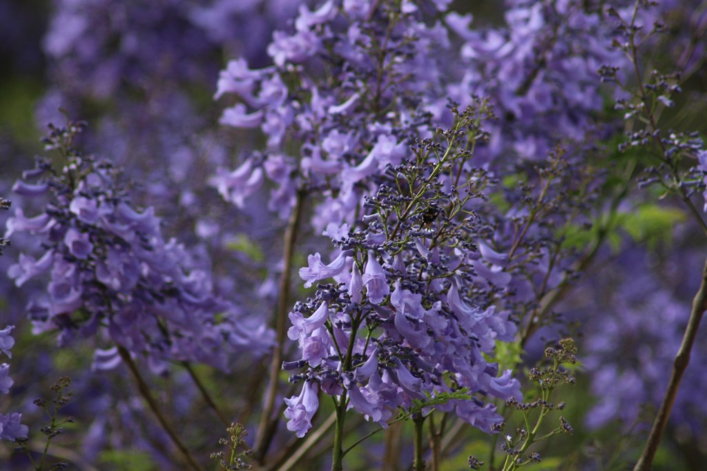 Trees of Funchal – Jacaranda mimosifolia – MADEIRA OFFICIAL TOURIST GUIDES
