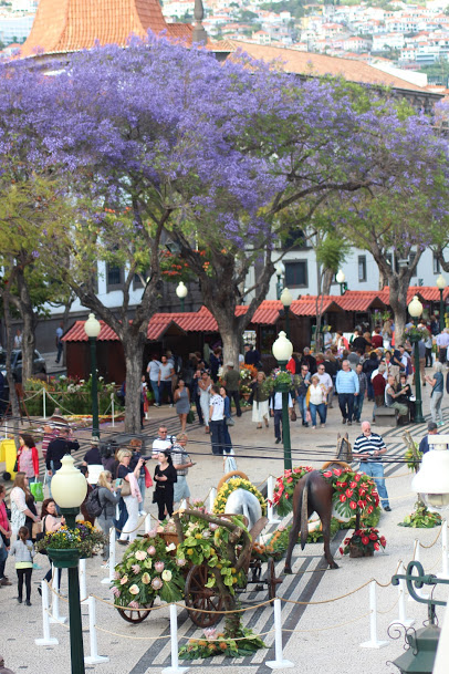 Trees of Funchal – Jacaranda mimosifolia – MADEIRA OFFICIAL TOURIST GUIDES