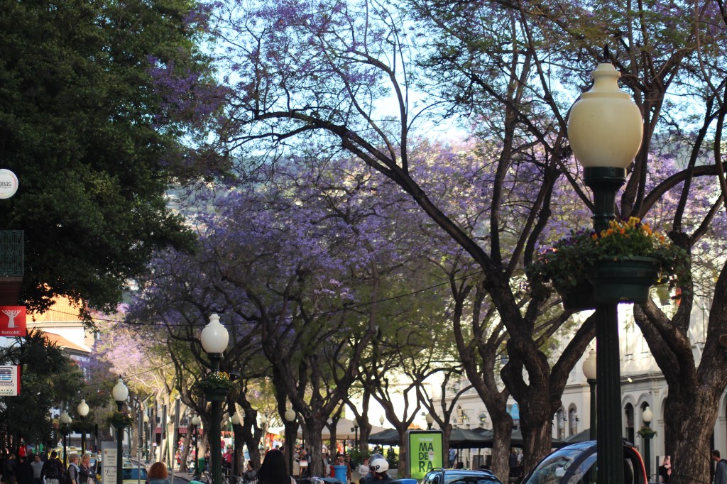 Trees of Funchal – Jacaranda mimosifolia – MADEIRA OFFICIAL TOURIST GUIDES